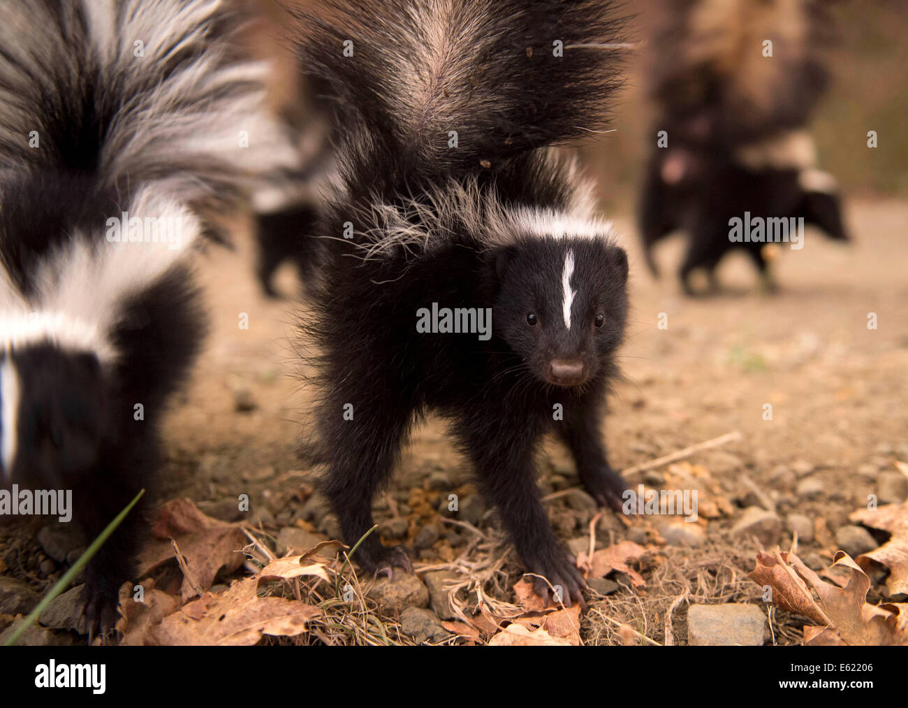 Elkton, Oregon, USA. 11th Aug, 2014. A family group of young skunks ...