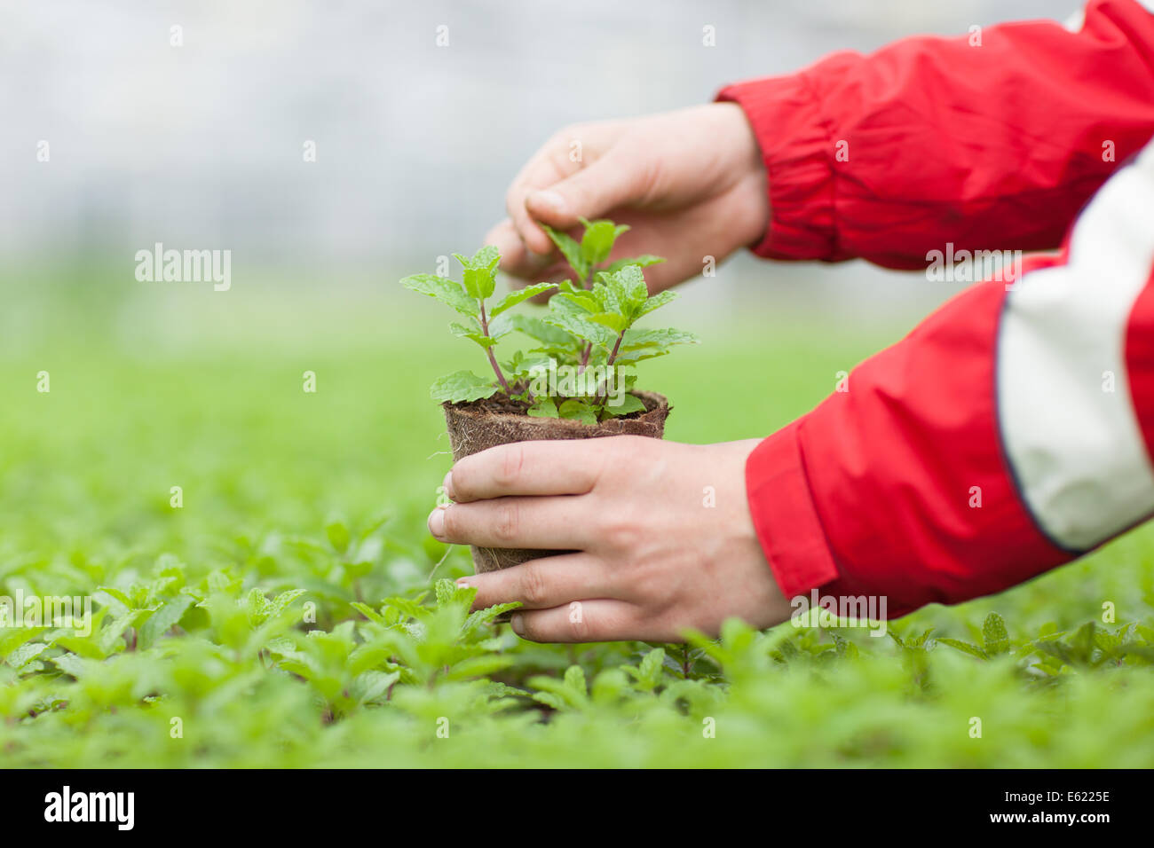 A horticultural worker tends a tomato seedling in a commercial growing ...