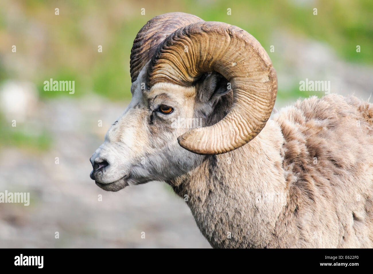 Rocky Mountain Bighorn Sheep Ram with large spiral horns Stock Photo ...