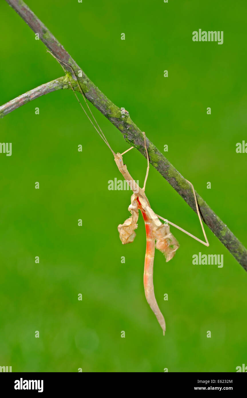 Pink Winged Stick Insect or Pink Wing Stick Insect (Sipyloidea sipylus ...