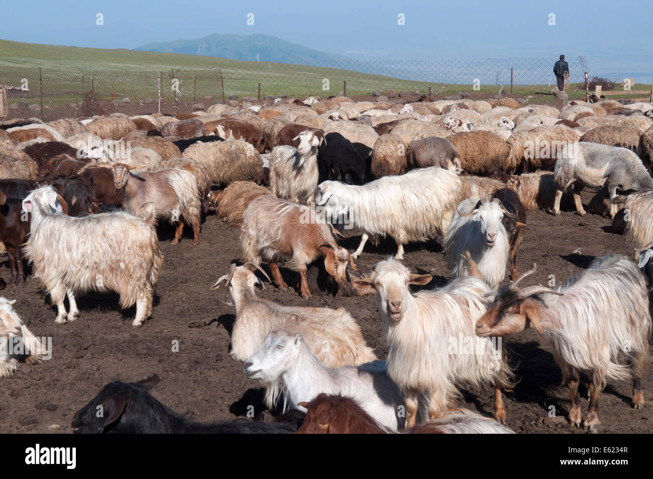 Kurdish sheep hi-res stock photography and images - Alamy