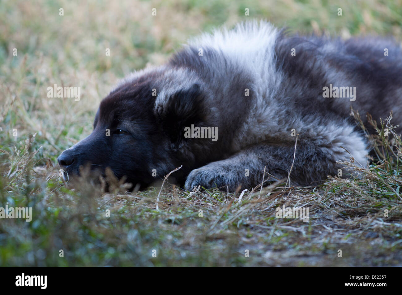 Cub of a Yazidi shepherd dog, temporary Yazidi camp on Mount Aragts ...