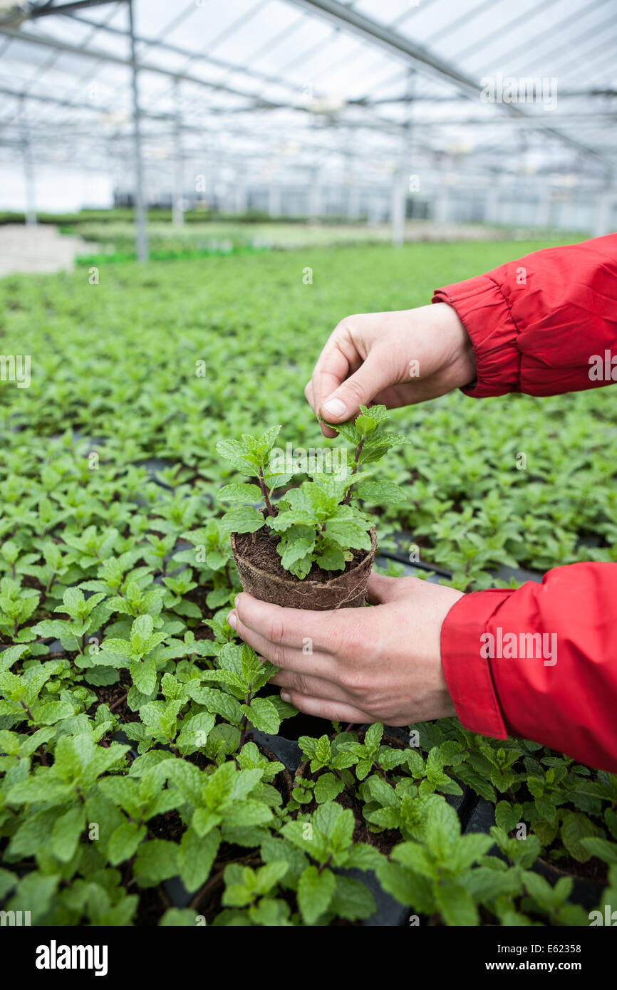 A horticultural worker tends a tomato seedling in a commercial growing ...