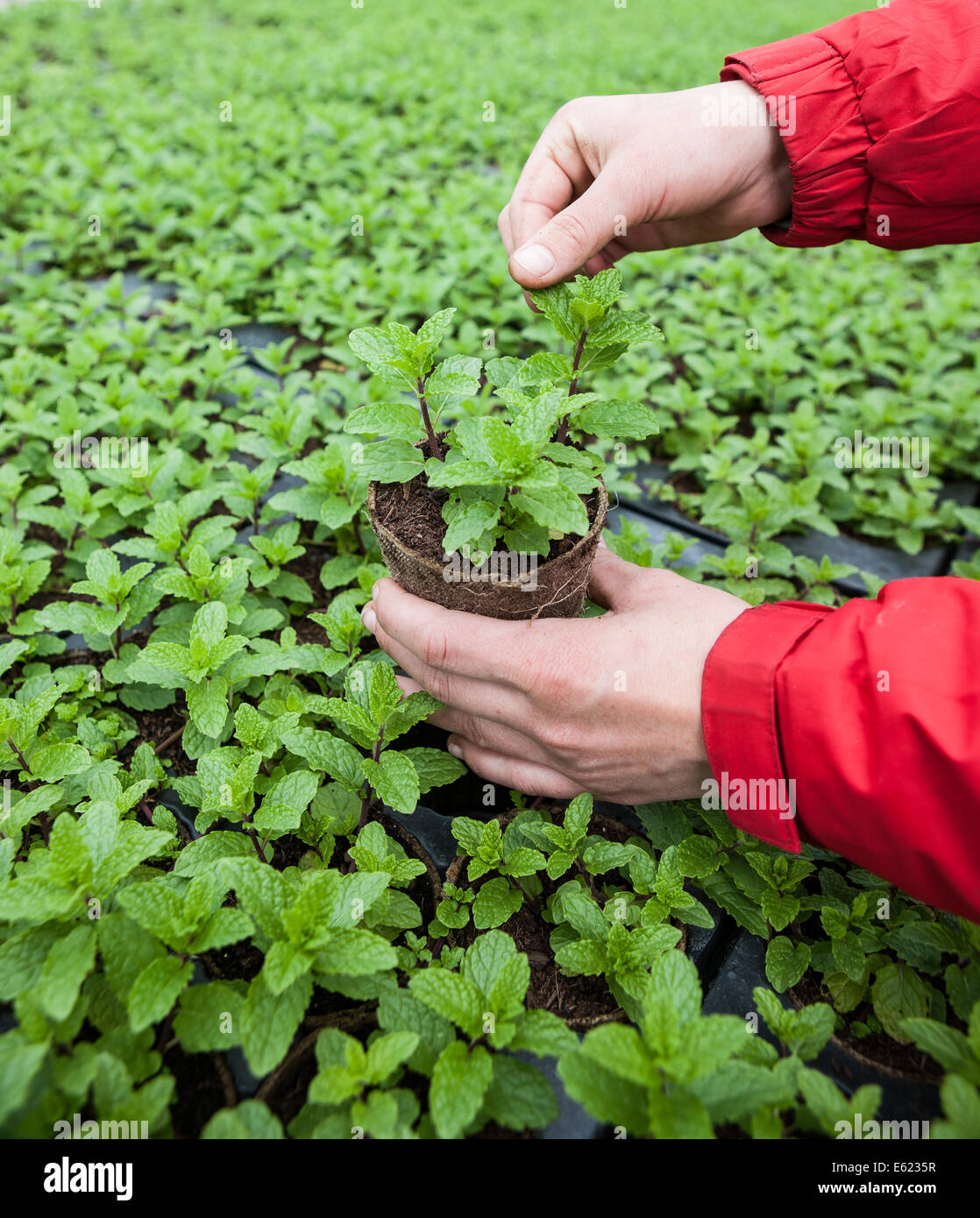 A horticultural worker tends a tomato seedling in a commercial growing ...
