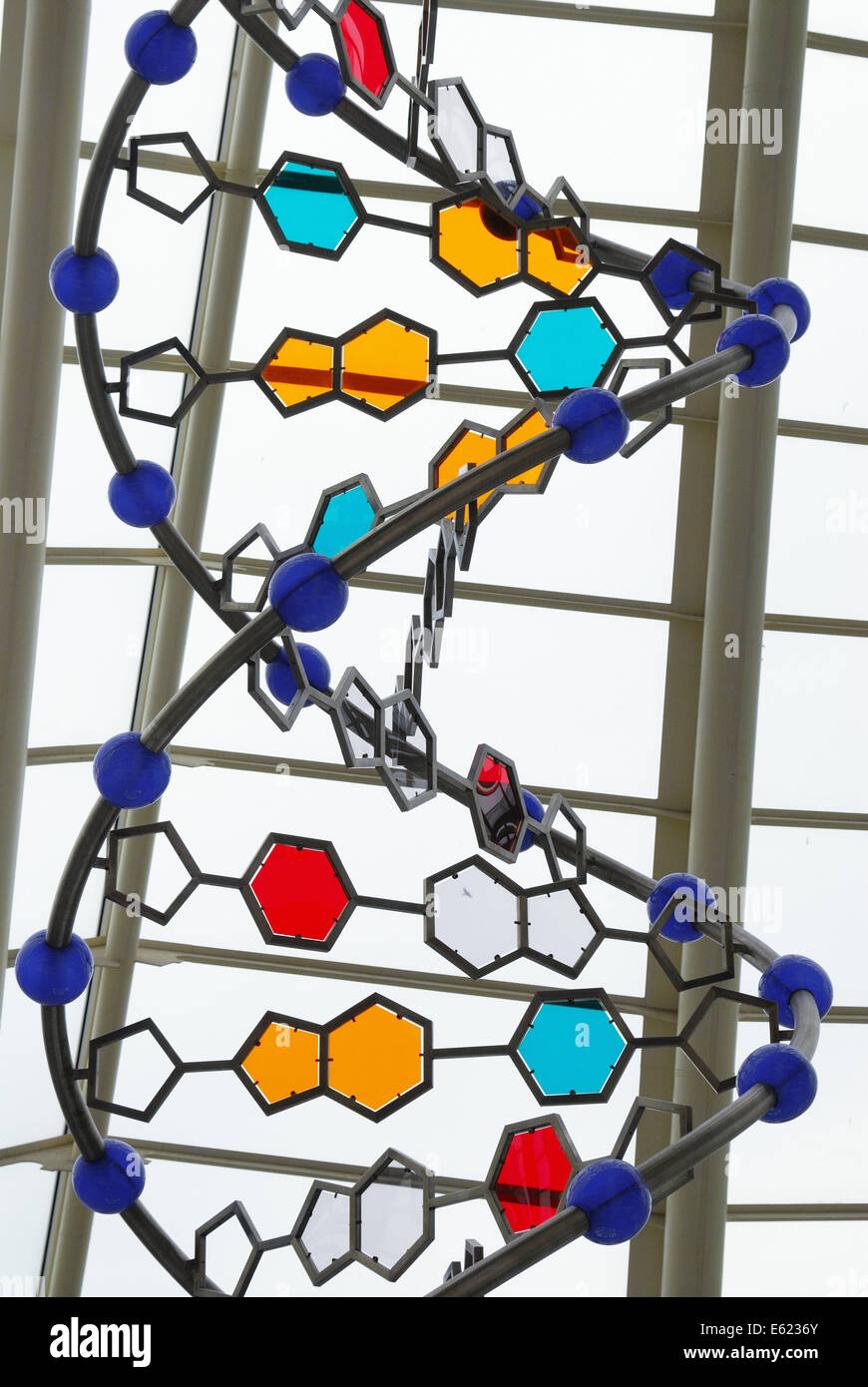 Double helix dna model science museum hi-res stock photography and ...
