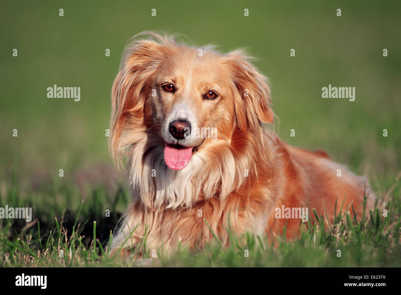 Golden Retriever Mix lying in meadow, North Rhine-Westphalia, Germany ...