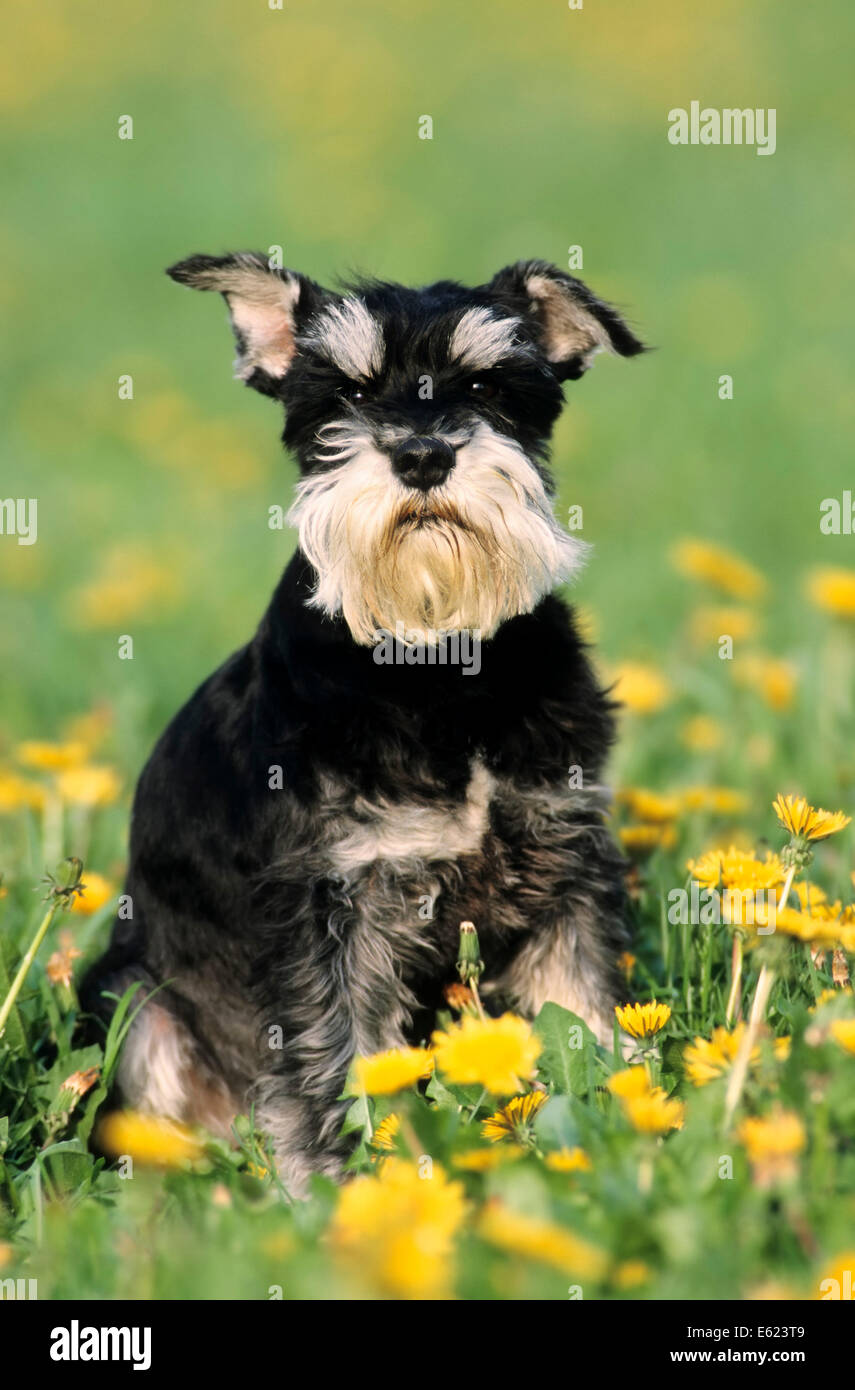Miniature schnauzer sitting hi-res stock photography and images - Alamy