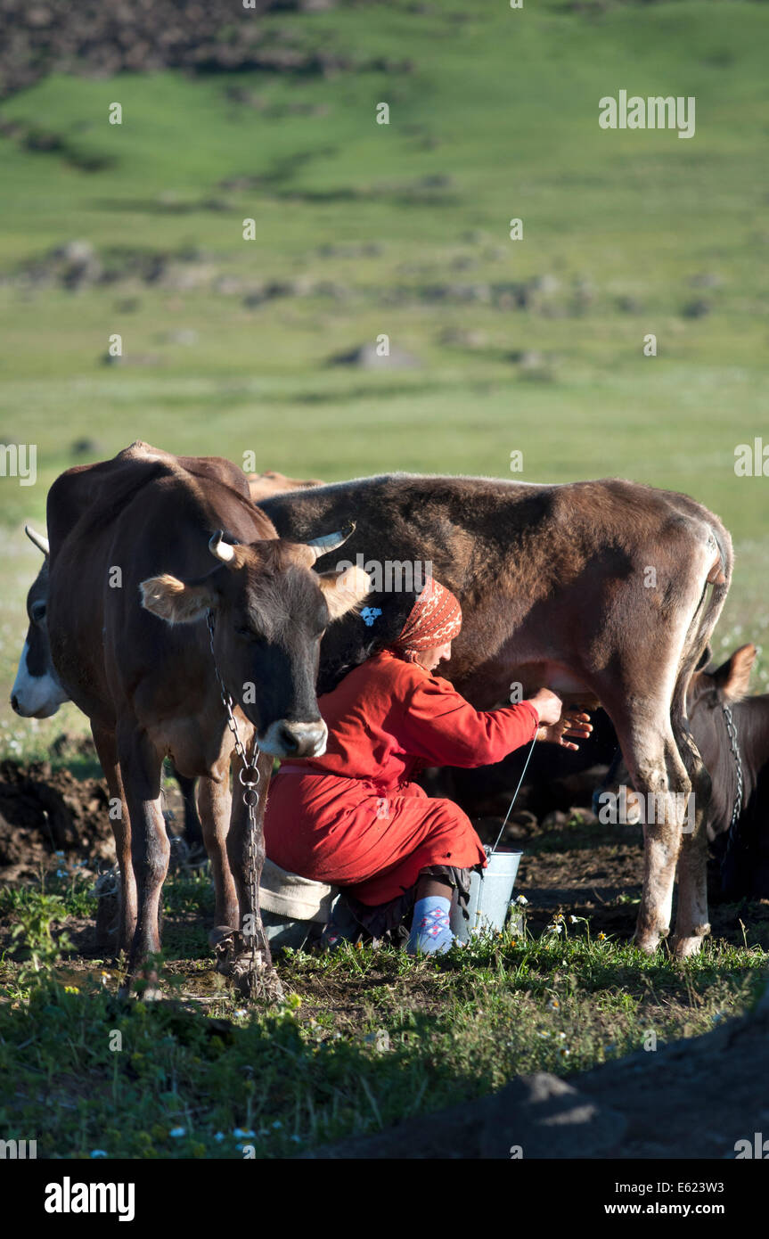 Woman milking cow hi-res stock photography and images - Alamy