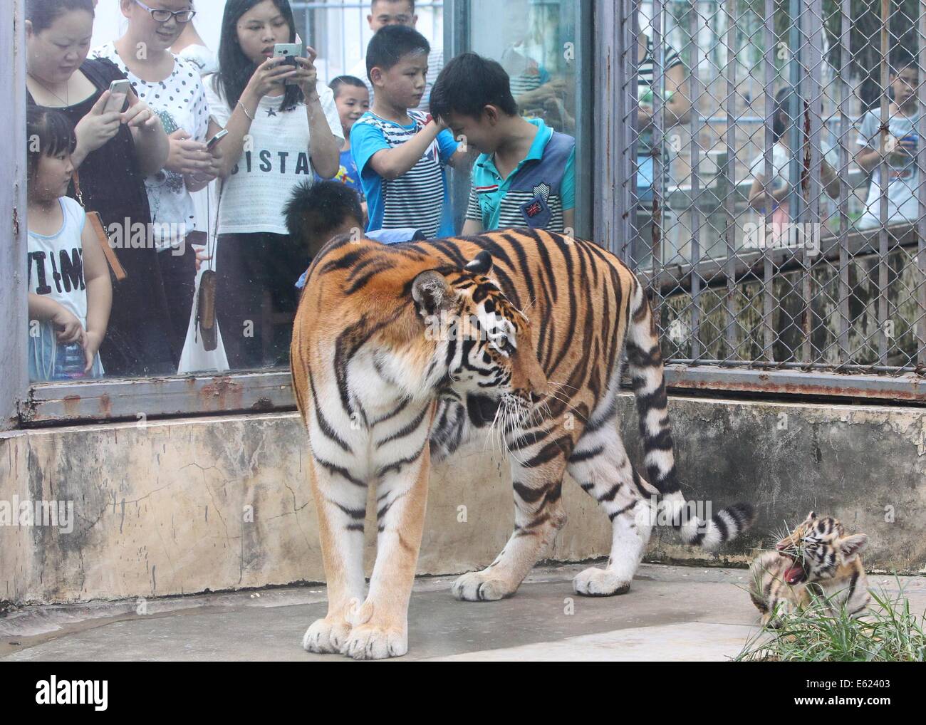 Suzhou, China. 11th Aug, 2014. A 2-month-old tiger cub is seen at ...