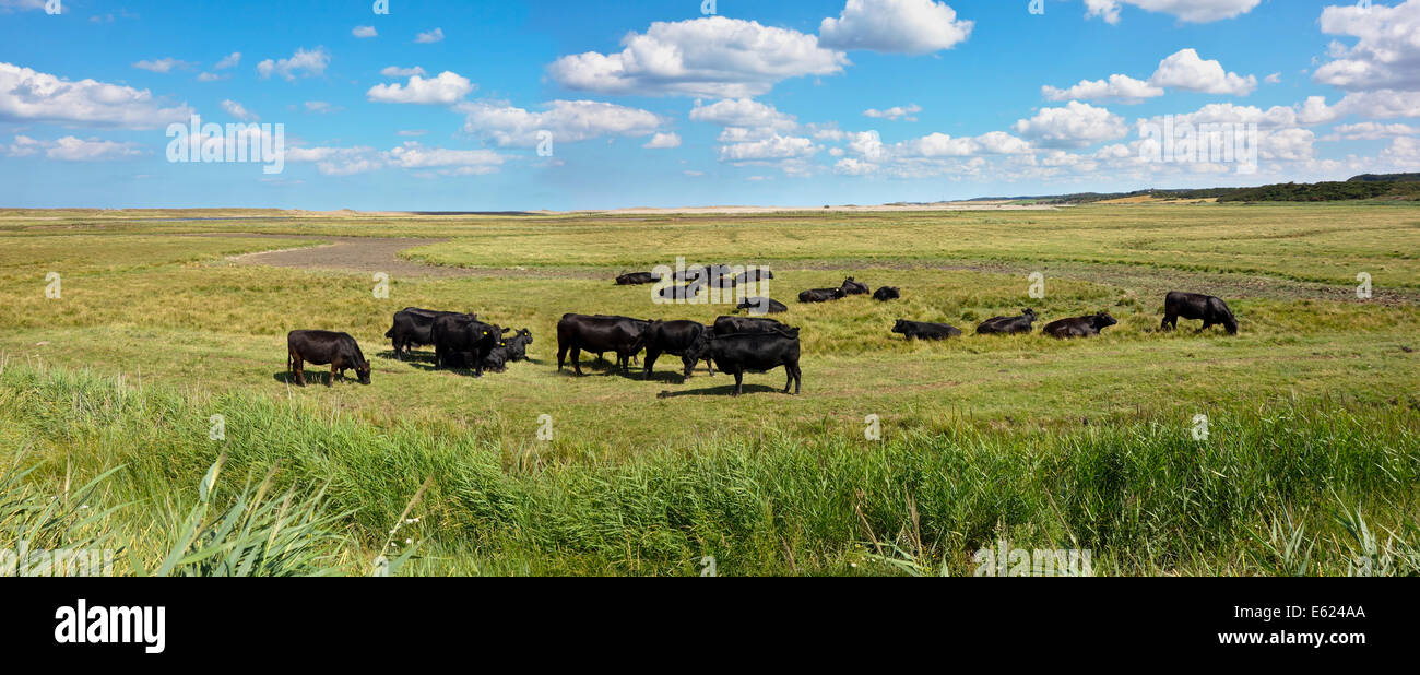 cattle on salt marsh Stock Photo - Alamy