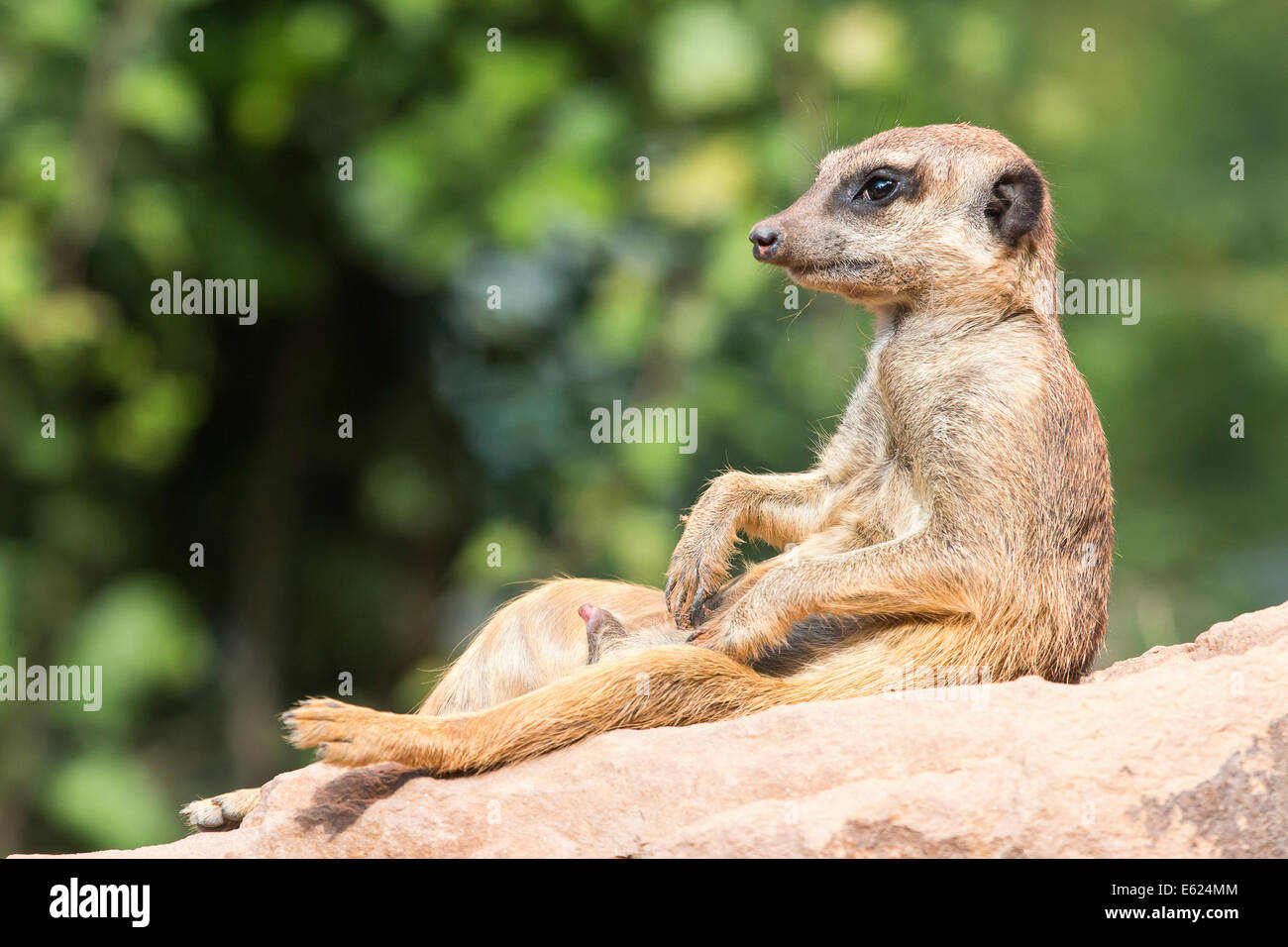 Meerkat (Suricata suricatta) relaxing on rocks, captive Stock Photo - Alamy