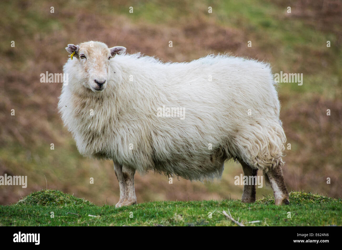Welsh mountain sheep hi-res stock photography and images - Alamy