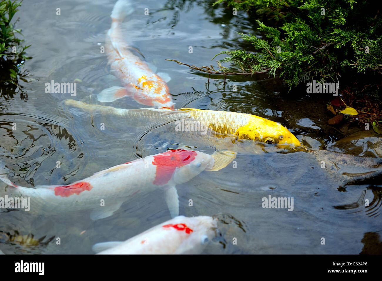 golden koi fish ( brocaded carp ) in a pond Stock Photo - Alamy