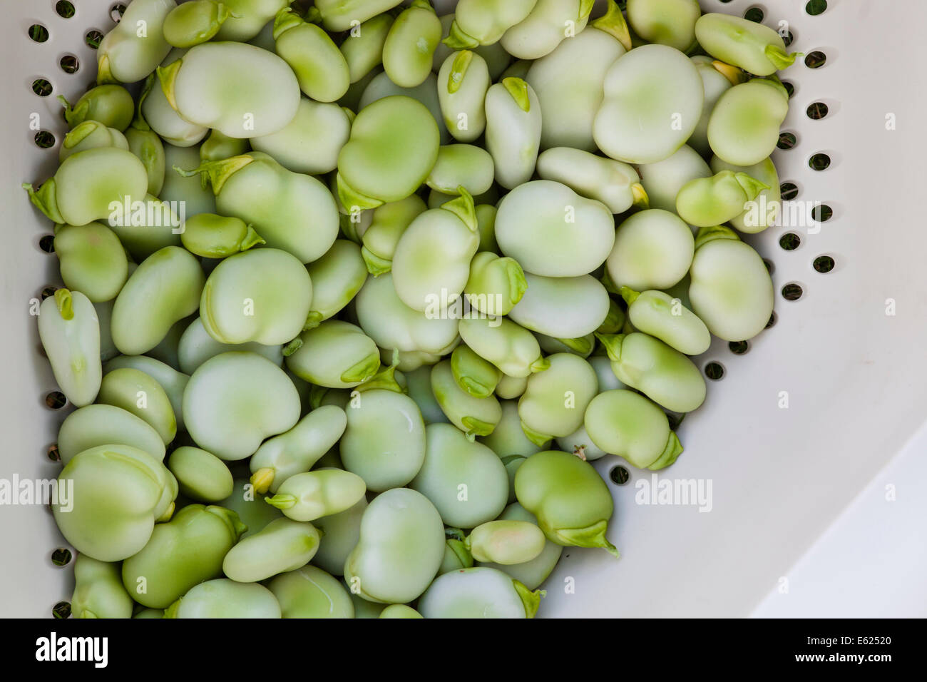 Various sizes of podded broad beans in colander Stock Photo - Alamy