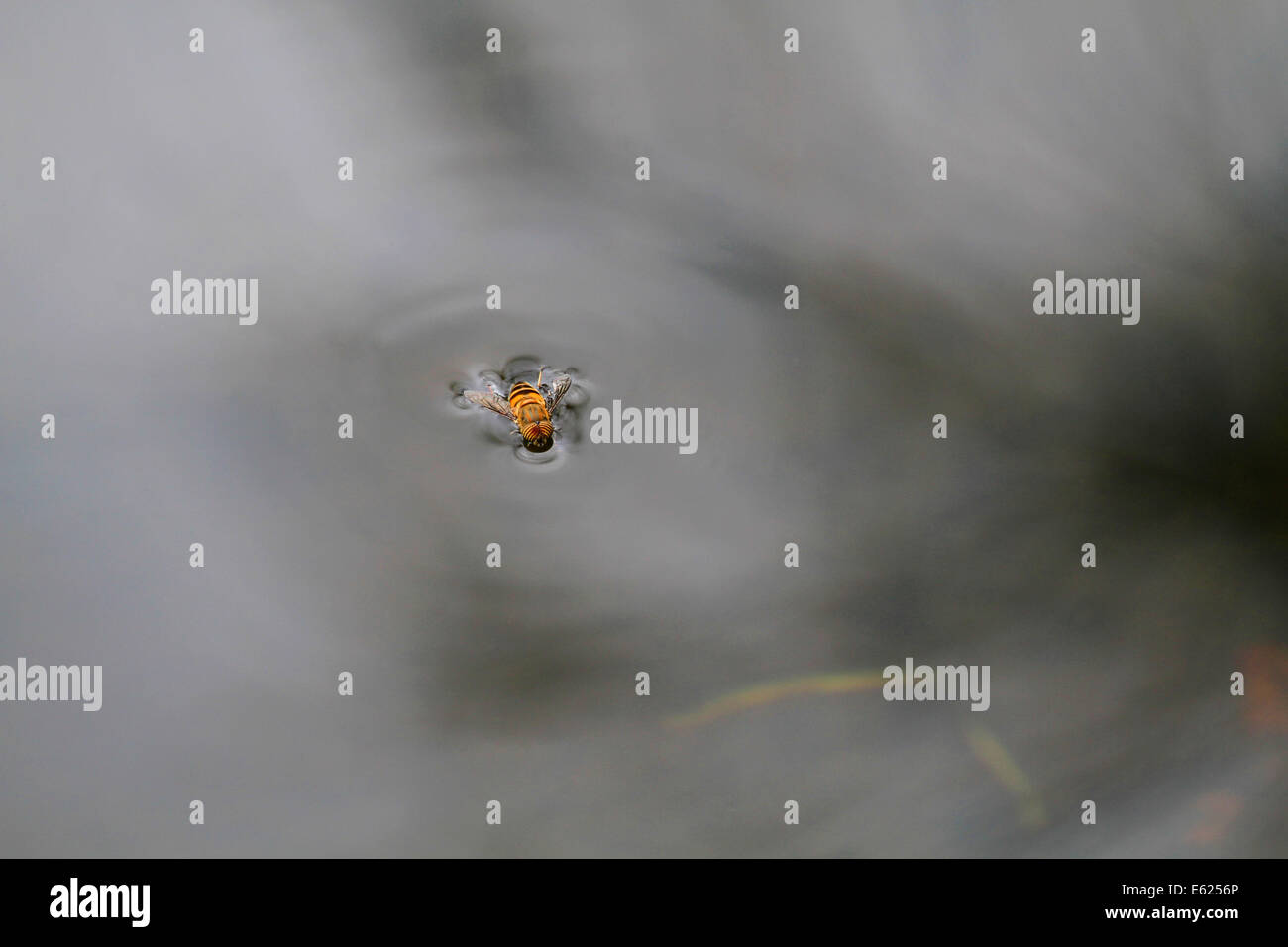 African honey bee (Apis mellifera scutellata) floating in a dam in ...