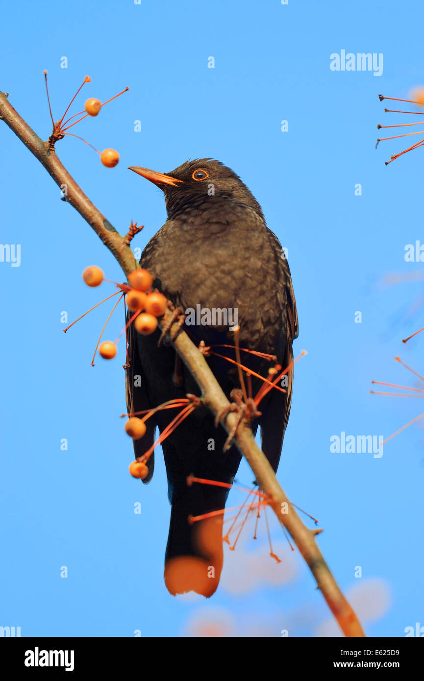 Common Blackbird or Eurasian Blackbird (Turdus merula), male, North ...