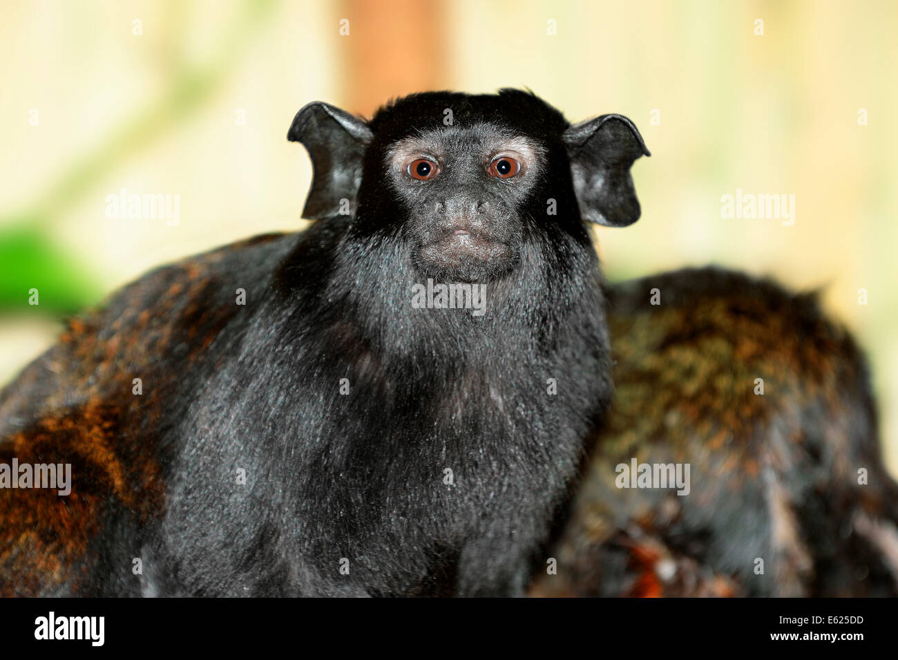 Red-handed Tamarin, Negro Tamarin, Golden-handed Tamarin or Midas ...