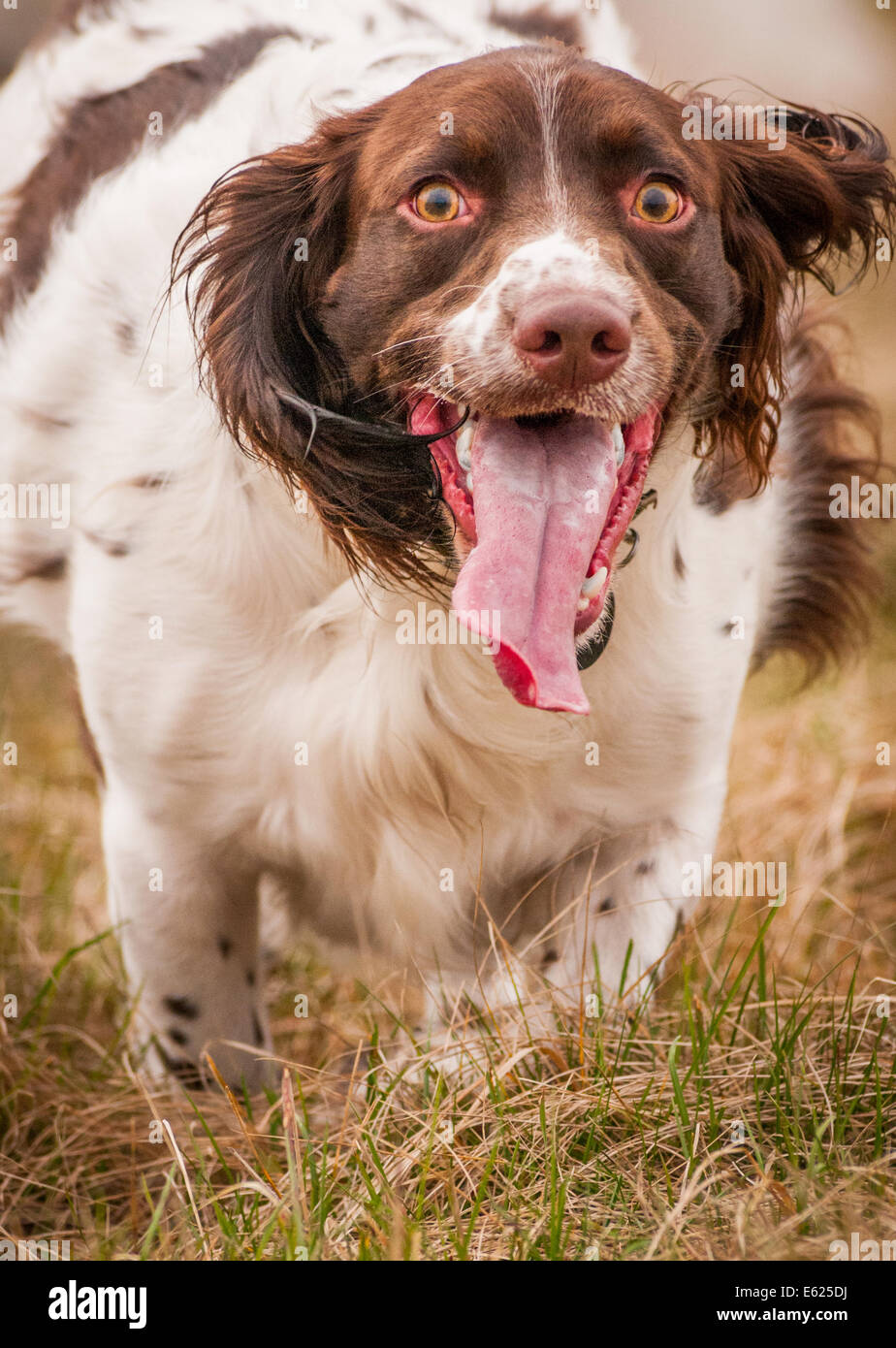 A young English Springer Spaniel dog running with tongue out Stock ...