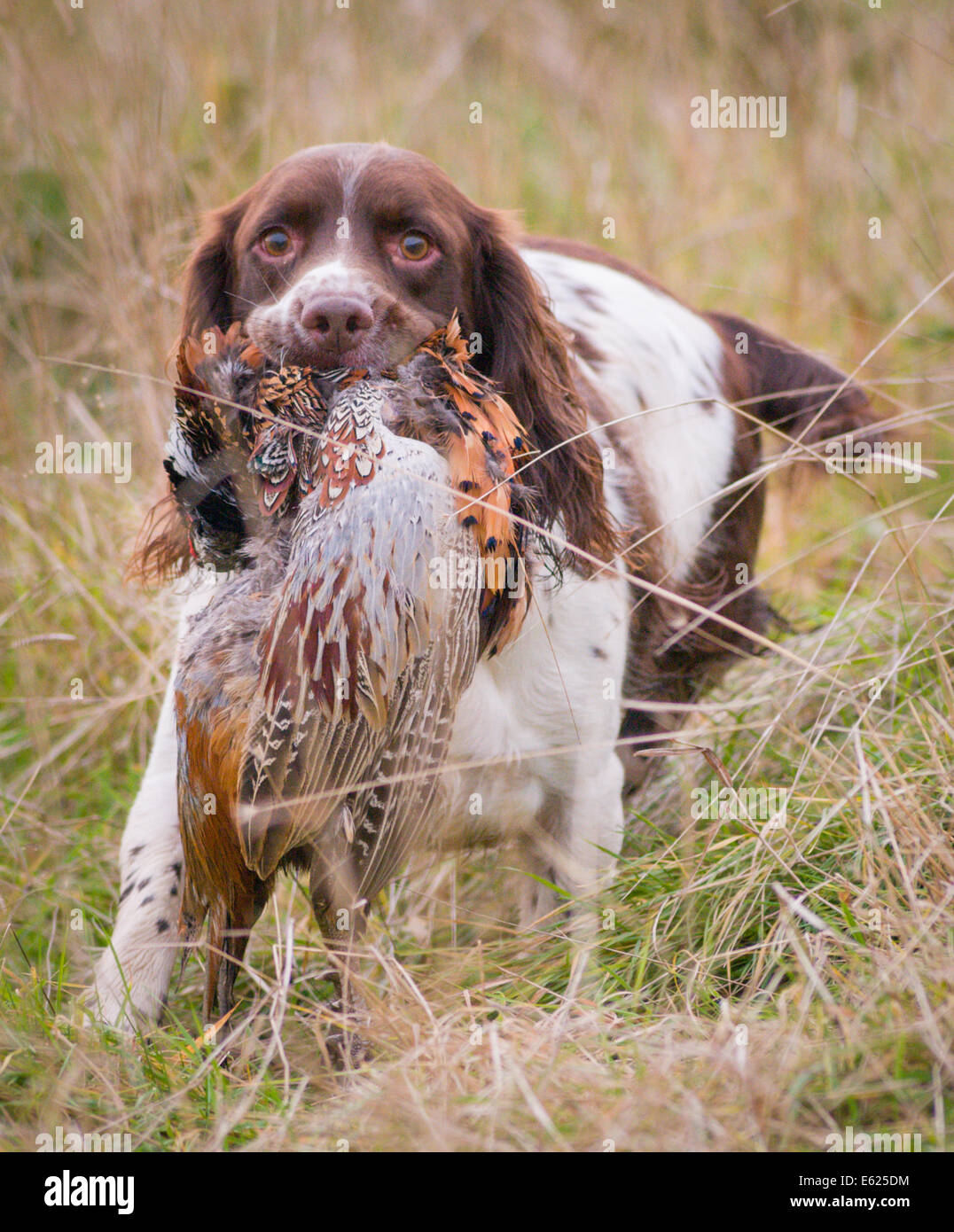 Springer gundog pheasant hi-res stock photography and images - Alamy