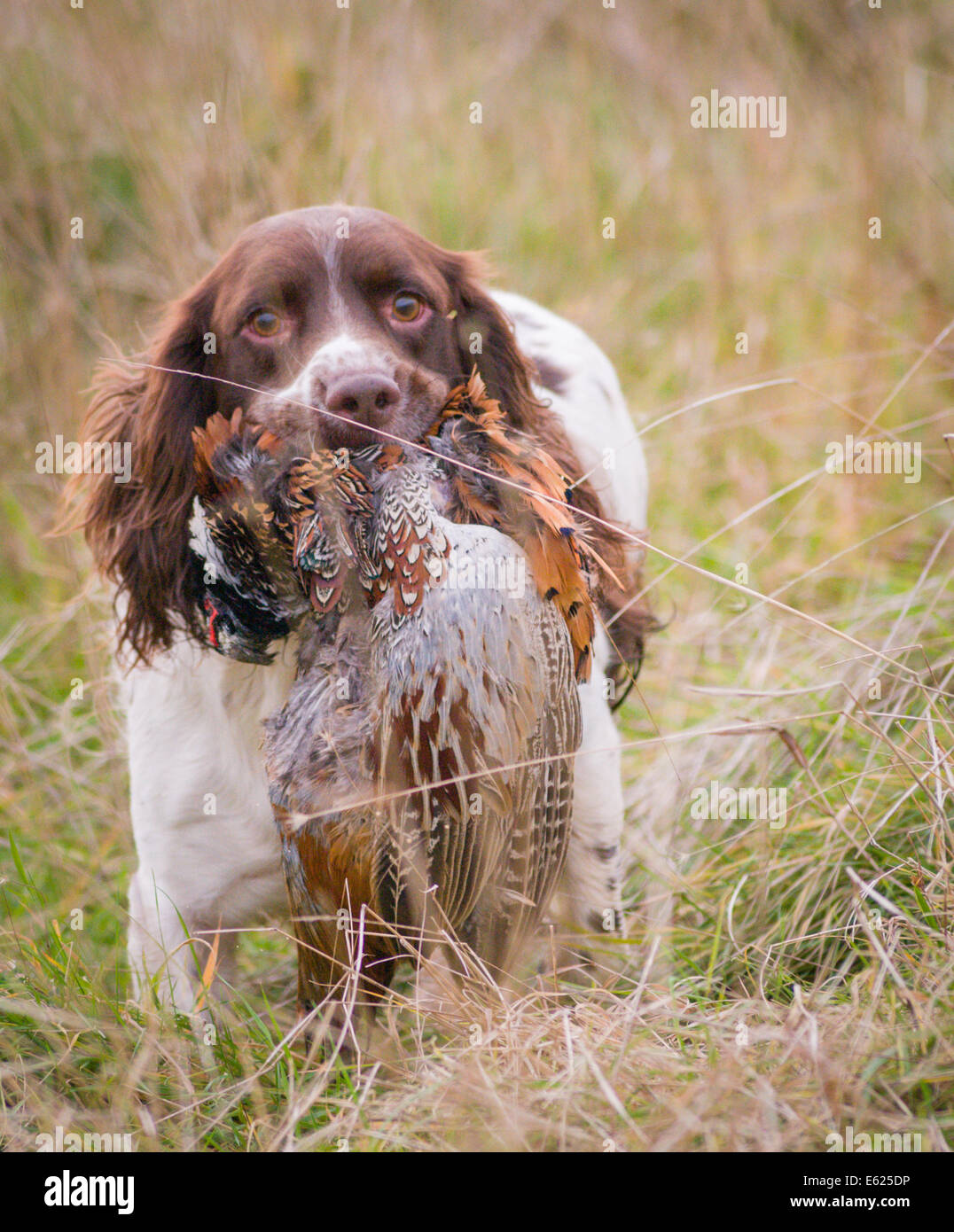 Spaniel carrying pheasant hi-res stock photography and images - Alamy