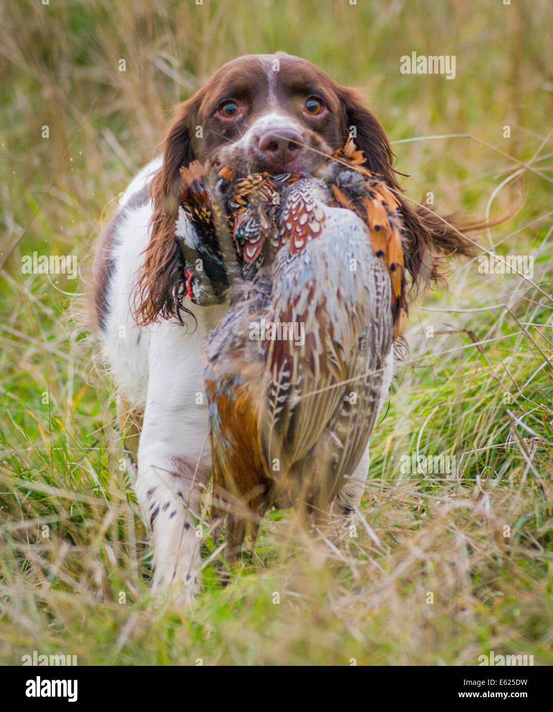 A English Springer Spaniel retrieving, or carrying, a pheasant on a ...