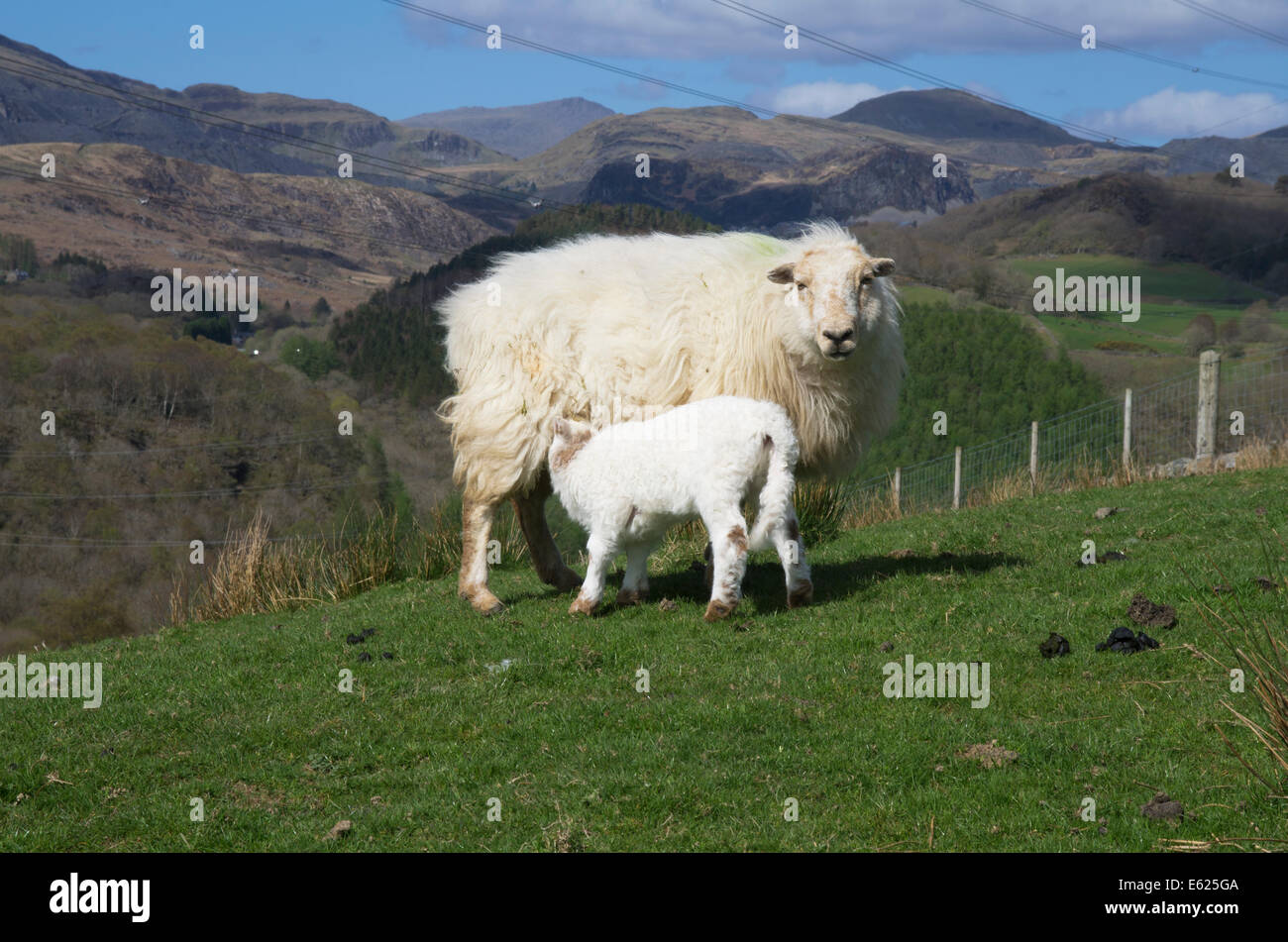 Welsh mountain sheep in gwynedd hi-res stock photography and images - Alamy