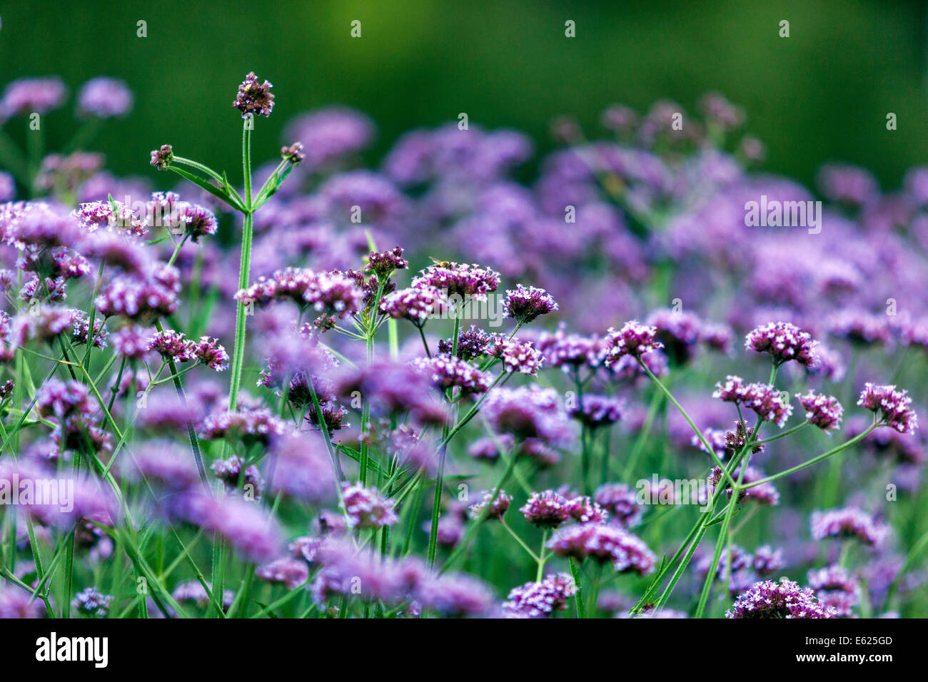 Are Verbena Bonariensis Flowers Edible at Alberto Stark blog