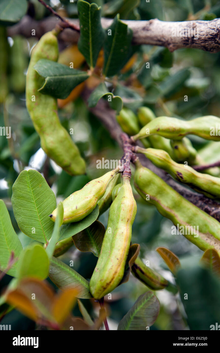 Ceratonia siliqua hi-res stock photography and images - Alamy