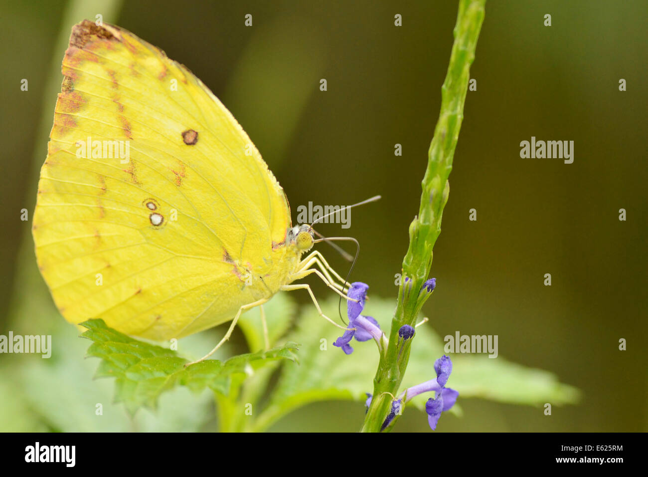 Portrait of a Butterfly Stock Photo - Alamy
