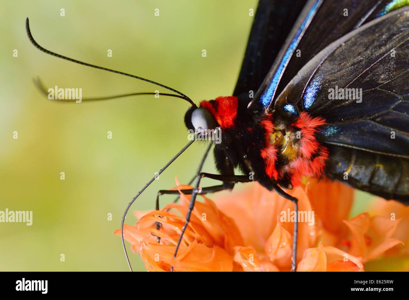 Portrait of a Butterfly Stock Photo - Alamy