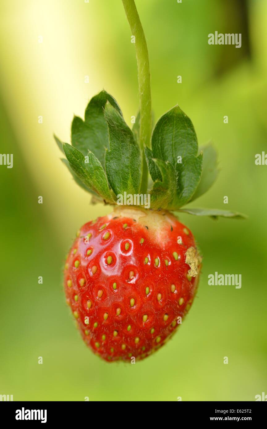 A Fresh Riped Strawberry Stock Photo - Alamy