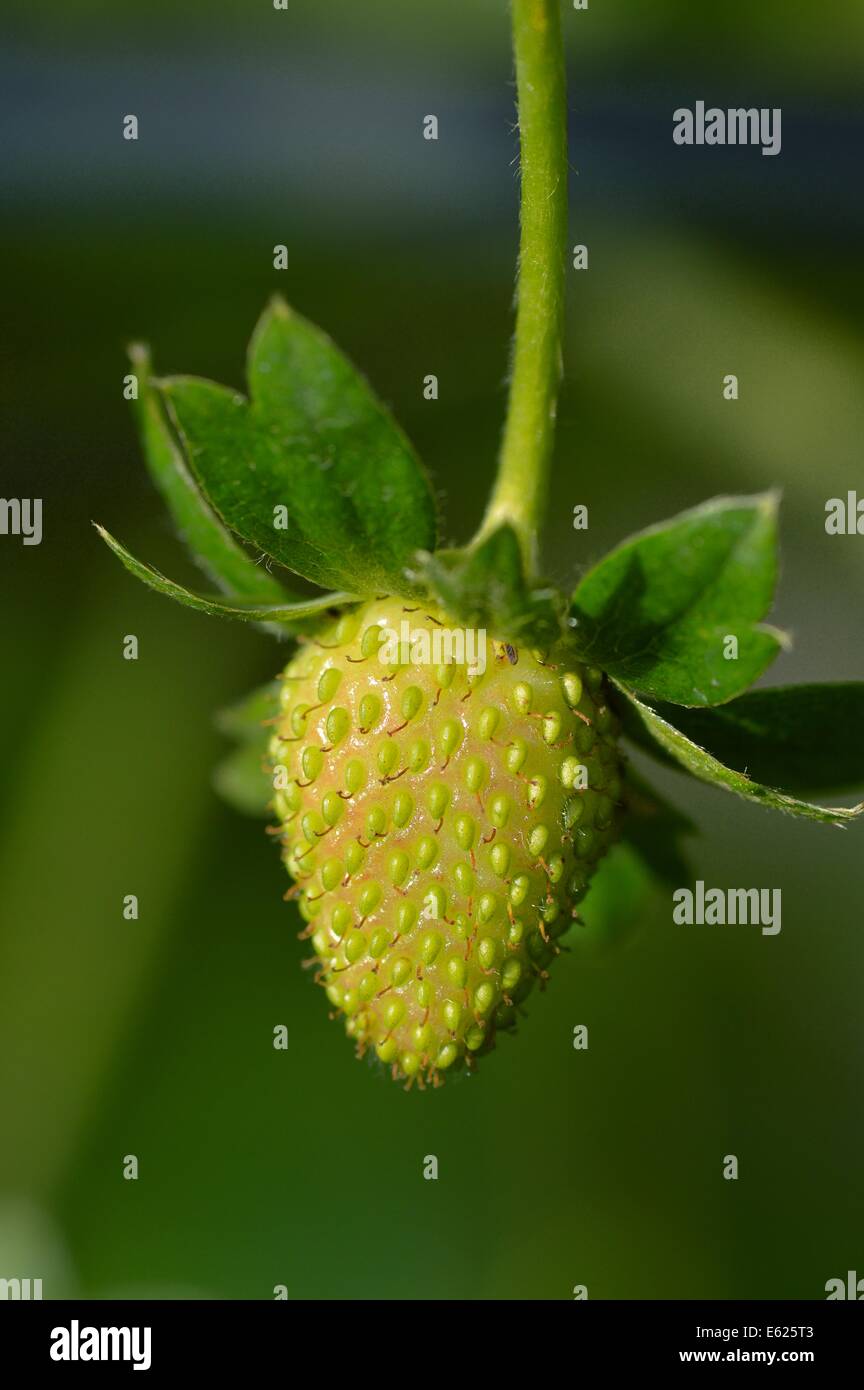 An Unripe Strawberry Stock Photo - Alamy