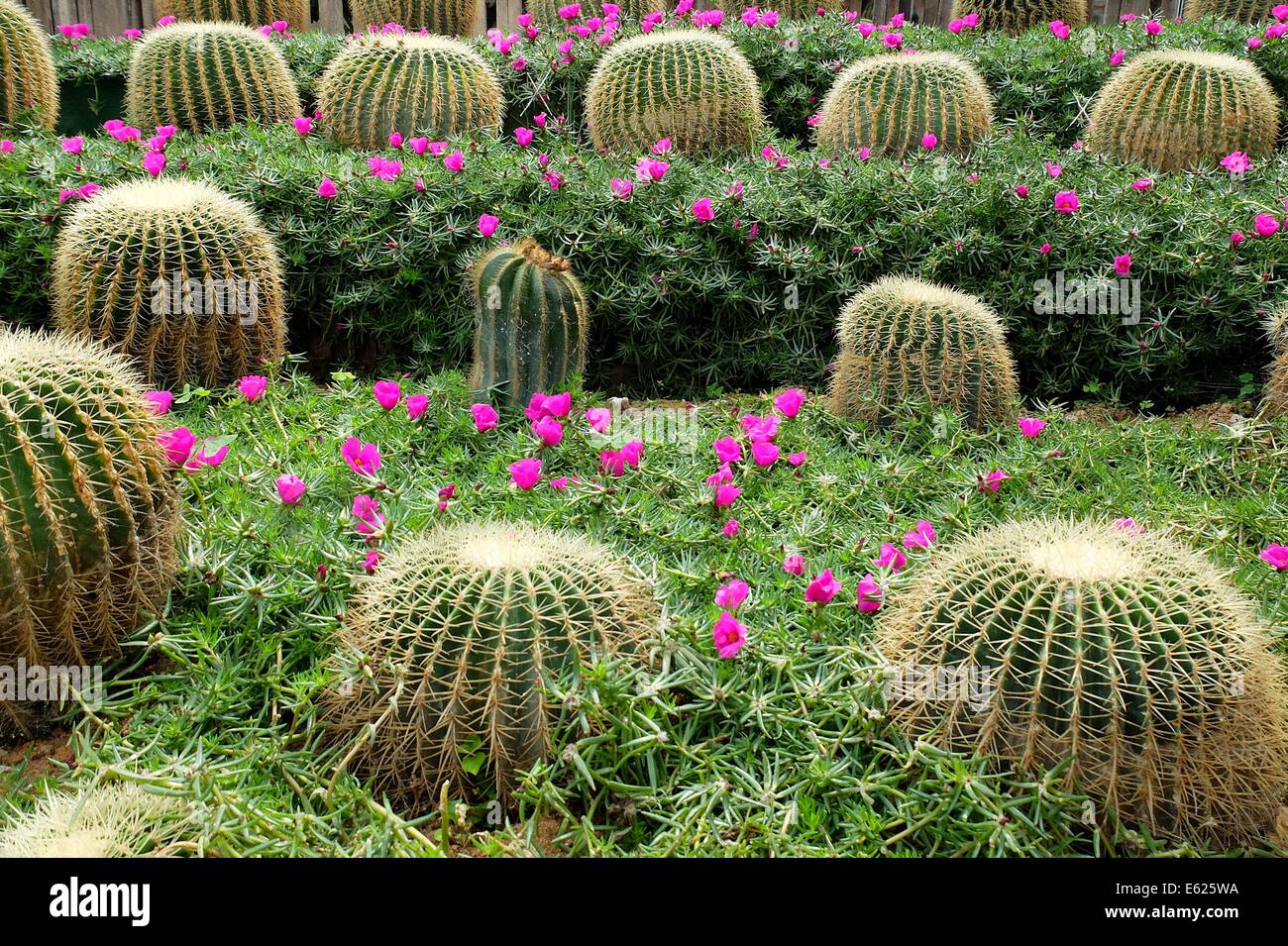 Cactus Garden In Cameron Highlands, Pahang, Malaysia Stock Photo - Alamy