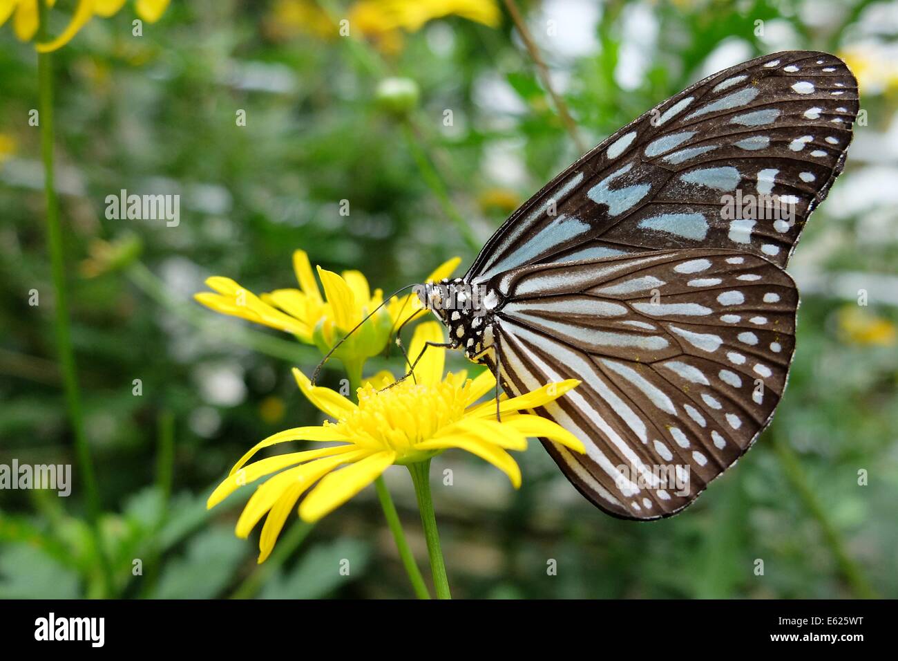 Portrait of a Butterfly Stock Photo - Alamy