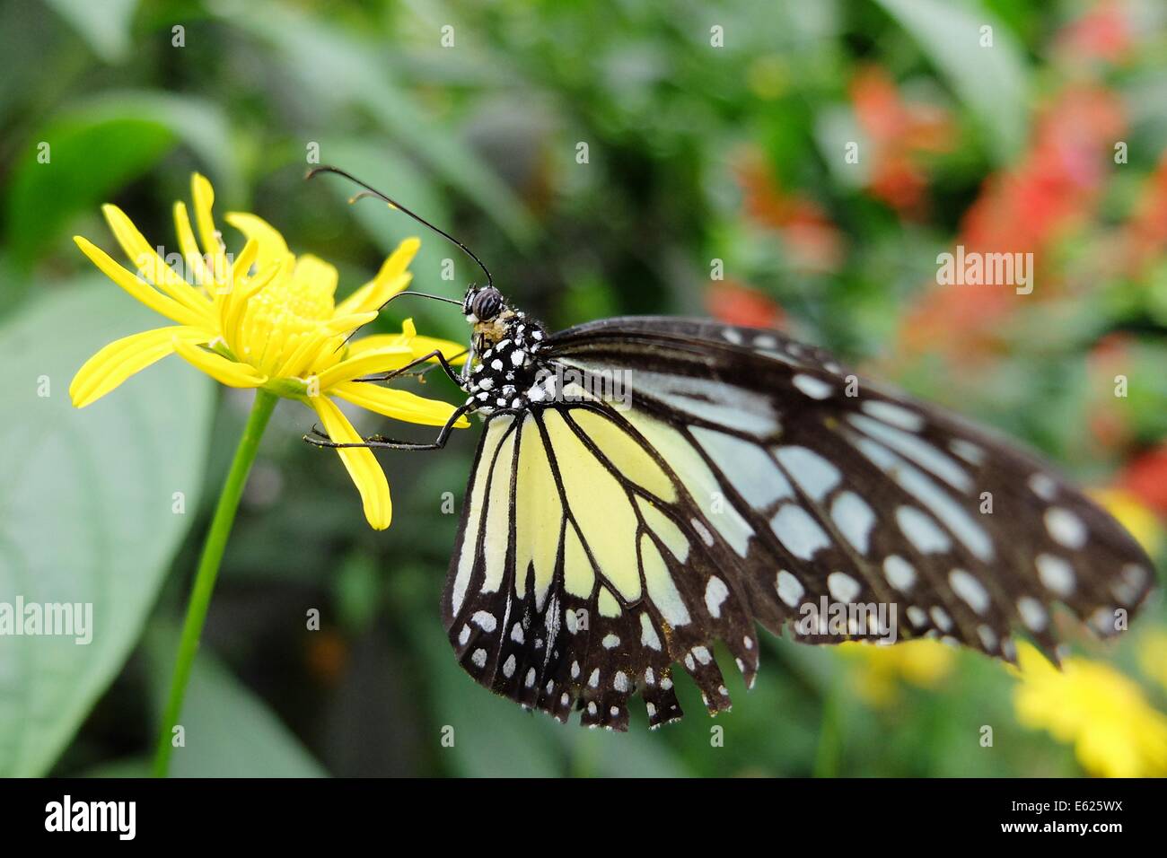 Portrait of a Butterfly Stock Photo - Alamy