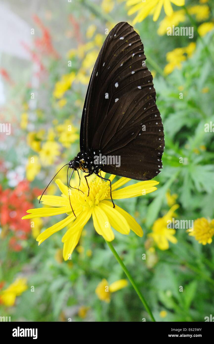 Portrait of a Butterfly Stock Photo - Alamy