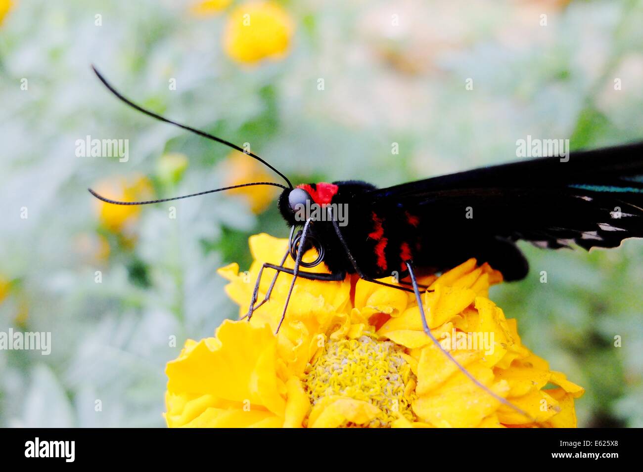 Portrait of a Butterfly Stock Photo - Alamy