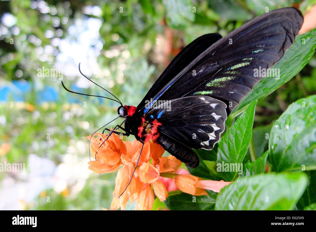 Portrait of a Butterfly Stock Photo - Alamy