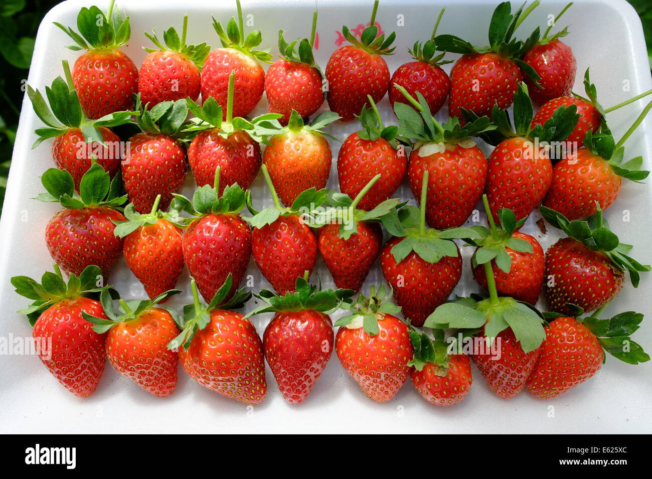 Freshly Picked Strawberries Stock Photo - Alamy