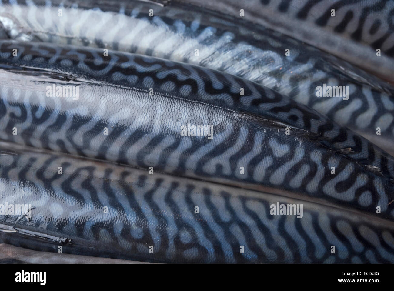 Closeup of several fresh mackerels Stock Photo - Alamy