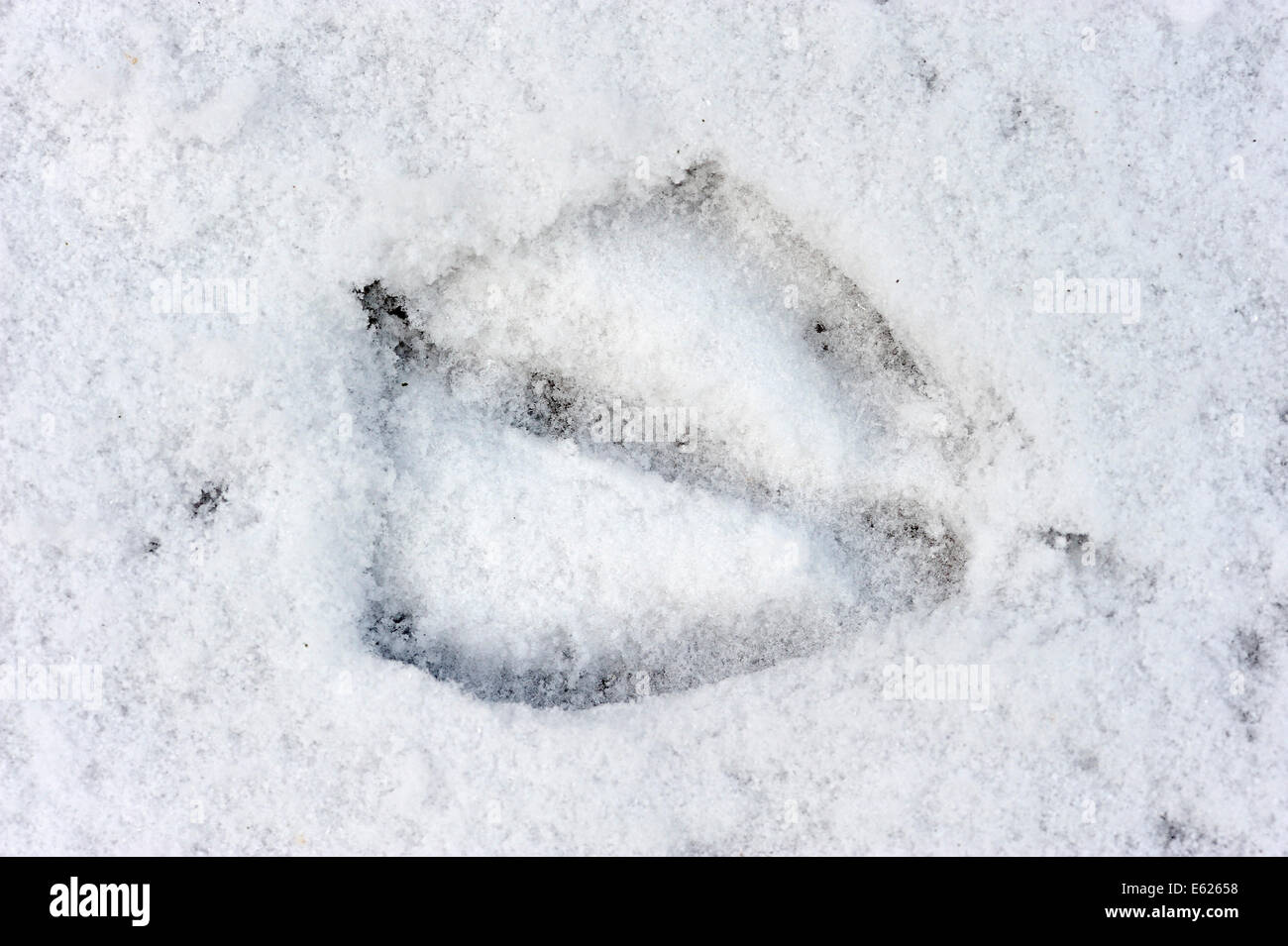 Greylag Goose (Anser anser), footprint in snow, North Rhine-Westphalia ...
