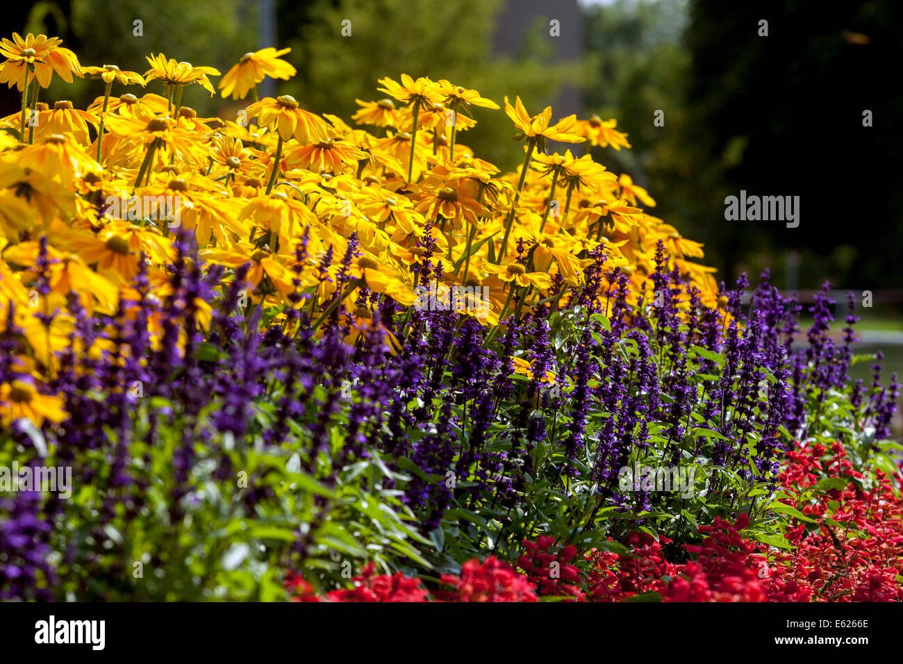 Salvia border hi-res stock photography and images - Alamy