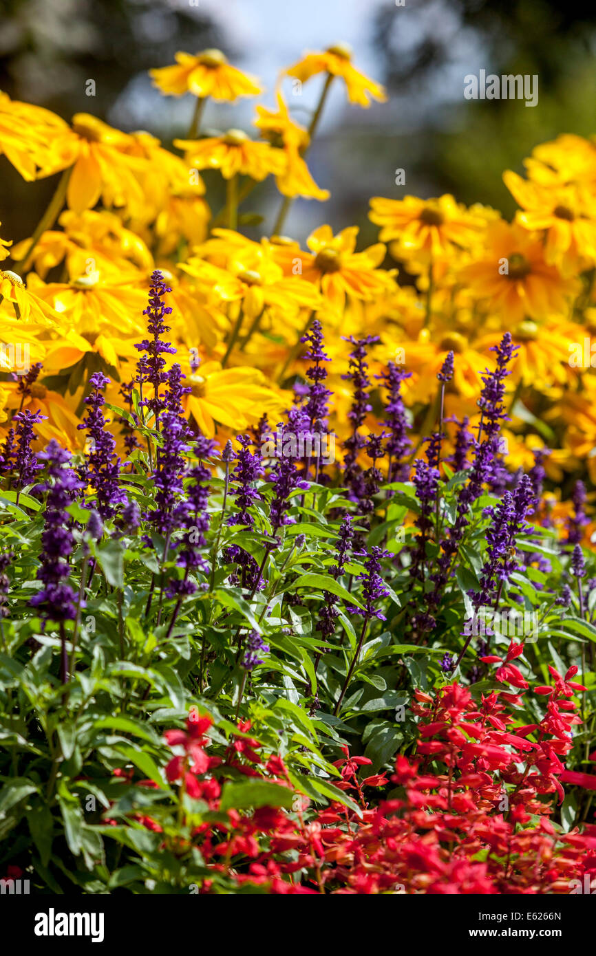 Salvia Border High Resolution Stock Photography and Images - Alamy