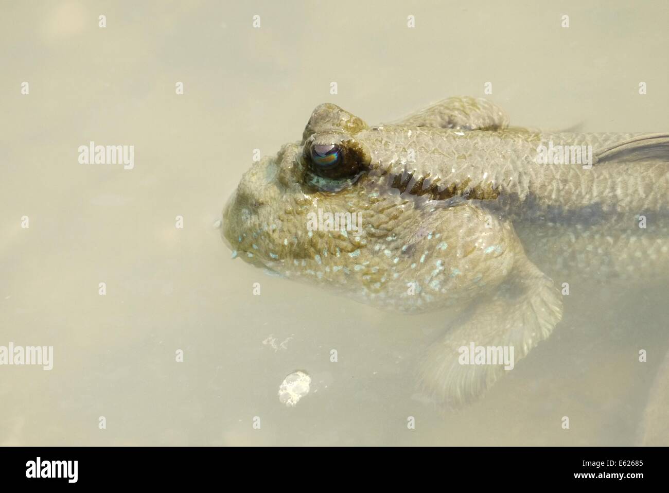 Mudskipper portrait hi-res stock photography and images - Alamy