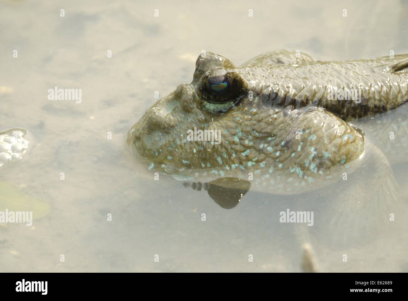 Portrait of a Giant Mud Skipper Stock Photo - Alamy
