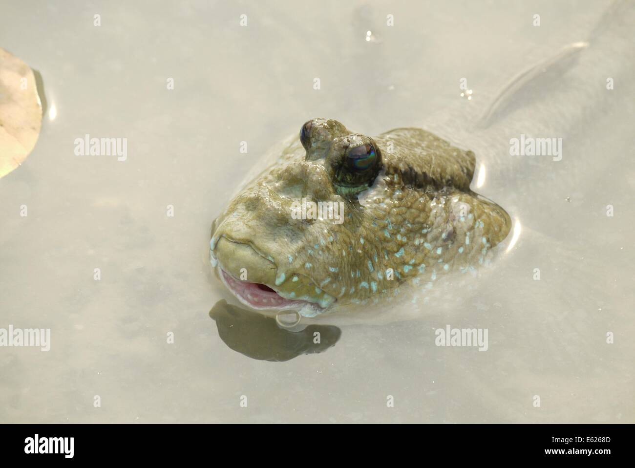 Baby Mudskipper Fish