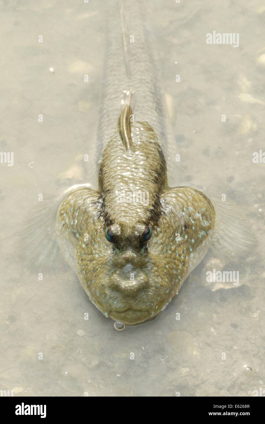 Portrait of a Giant Mud Skipper Stock Photo - Alamy