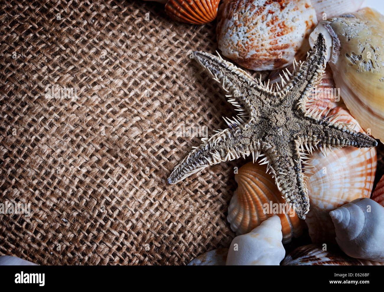 Frame made of various seashells and starfish Stock Photo - Alamy