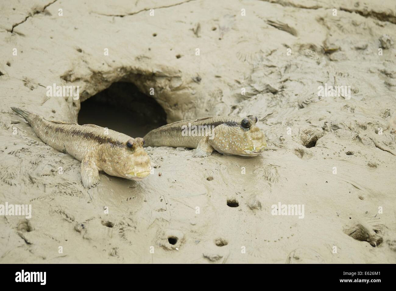 Portrait of a Giant Mud Skipper Stock Photo - Alamy