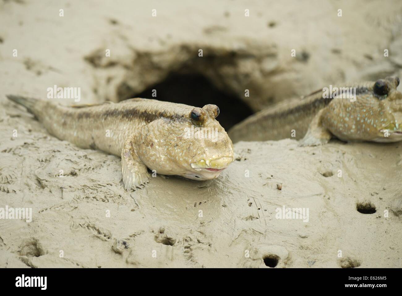 Mudskipper hi-res stock photography and images - Alamy